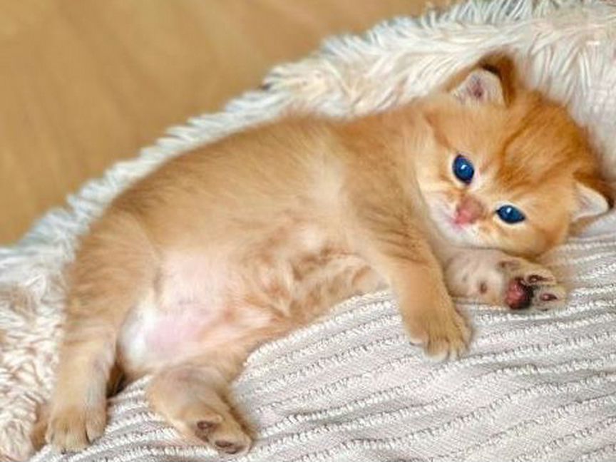 Котята золотая шиншилла