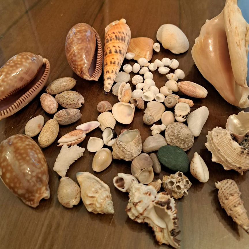 Ракушки, раковины морские коллекционные