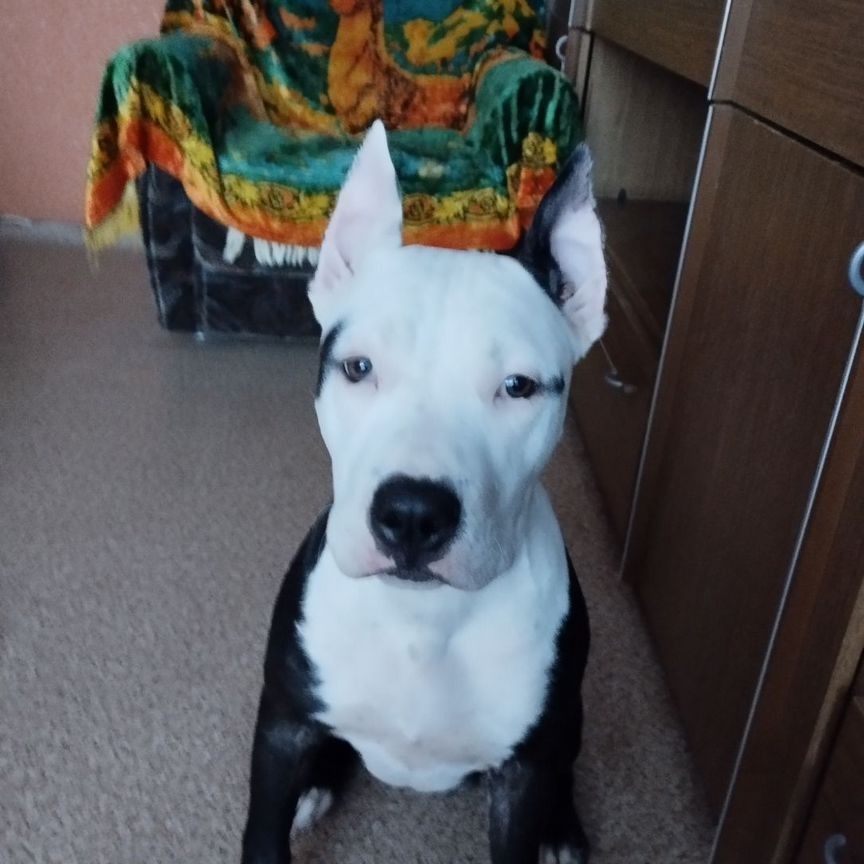 Питбультерьер