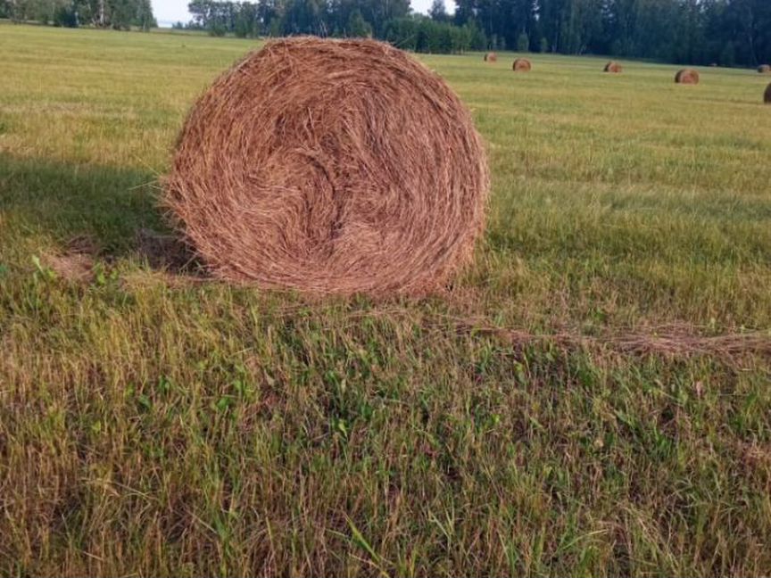 Сено в рулонах