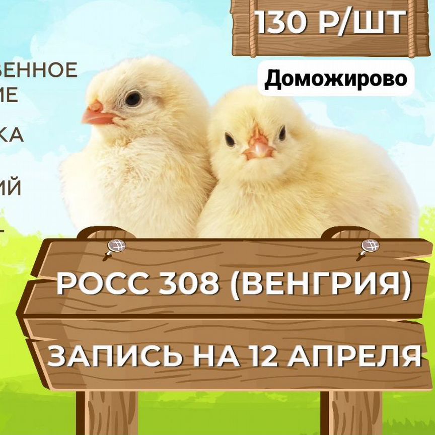 Доставка суточных цыплят бройлера Доможирово