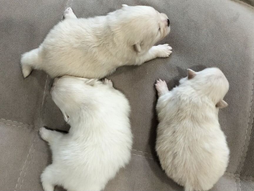 Померанский шпиц