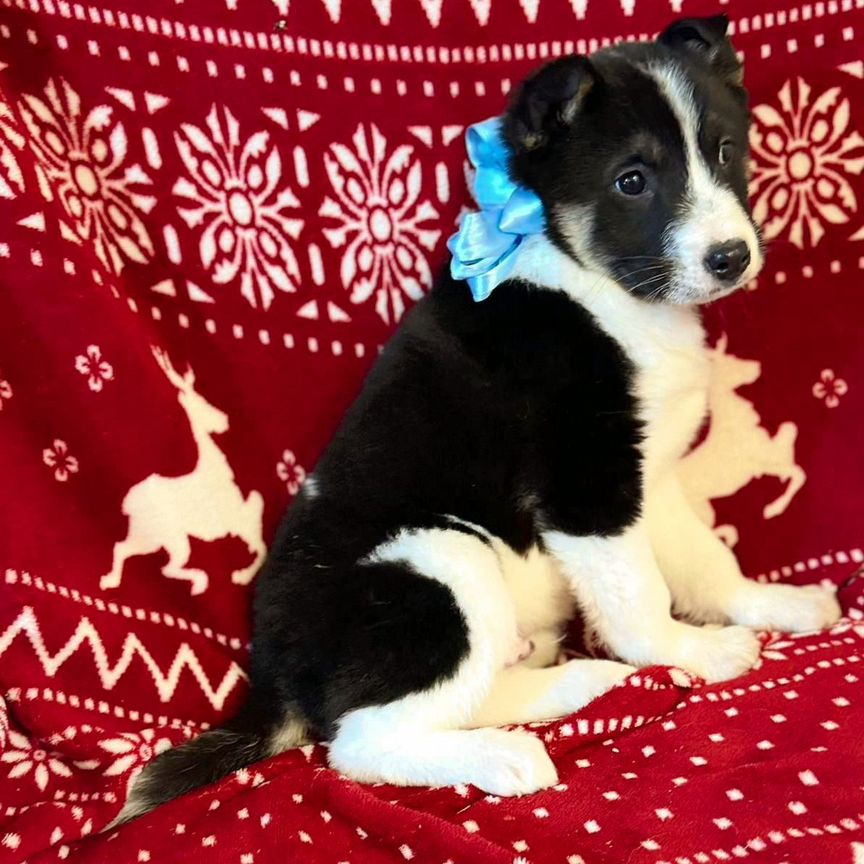 Мальчик 2.5 мес