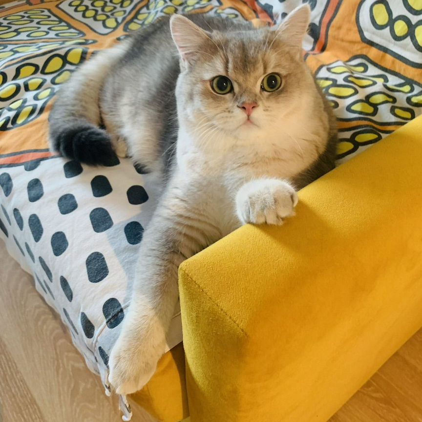Британский короткошёрстный, взрослый кот