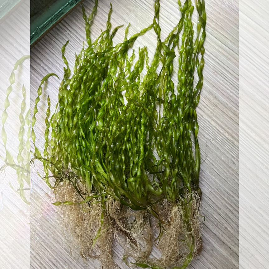 Валиснерия спиральная