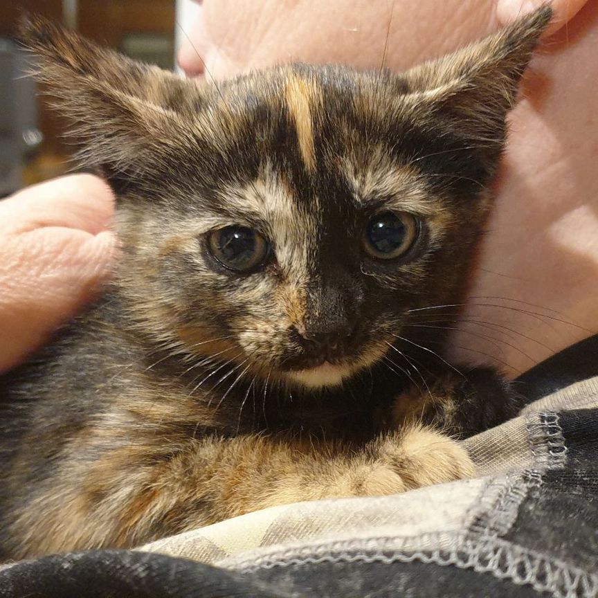 Маленький котик в добрые руки