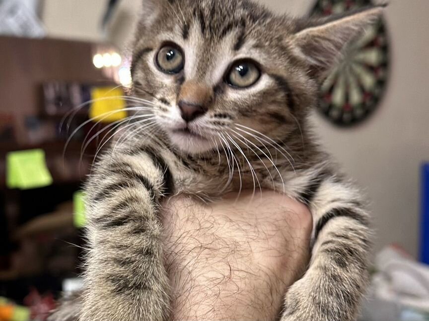 Котенок - тигренок в дар