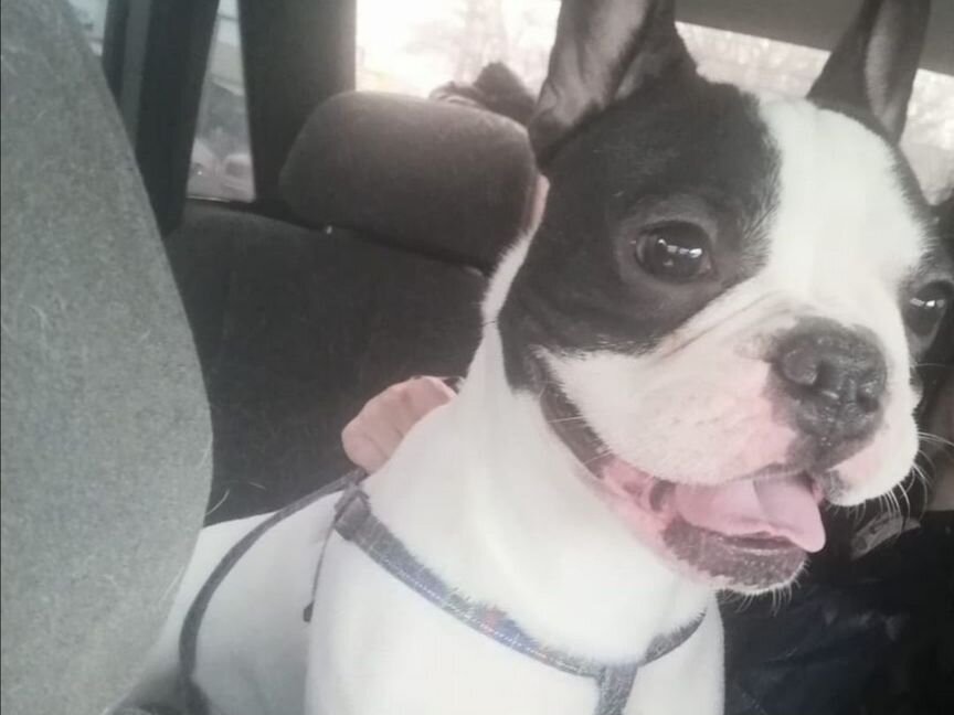 Французский бульдог