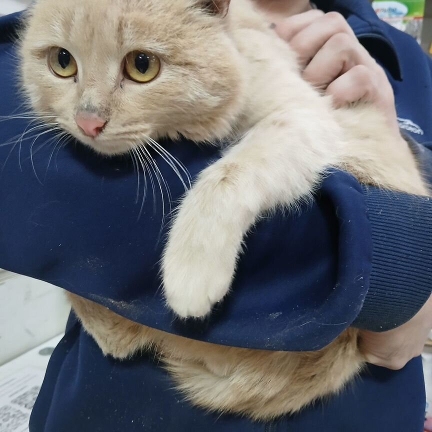 Отдам в добрые руки