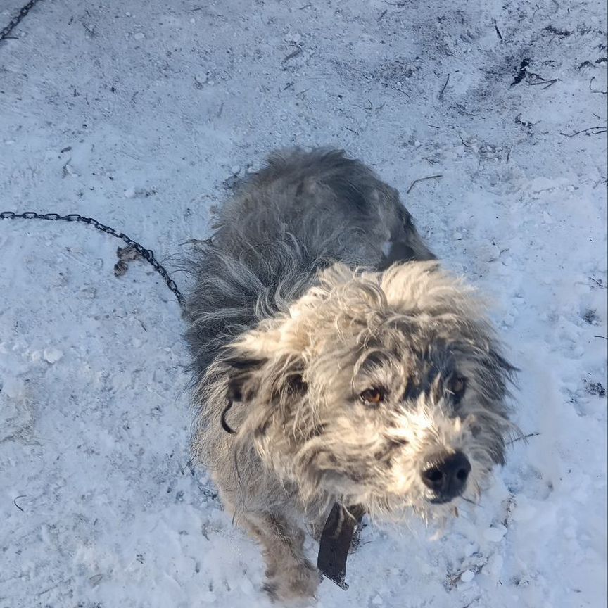 Отдам бесплатно собаку в хорошие,добрые руки