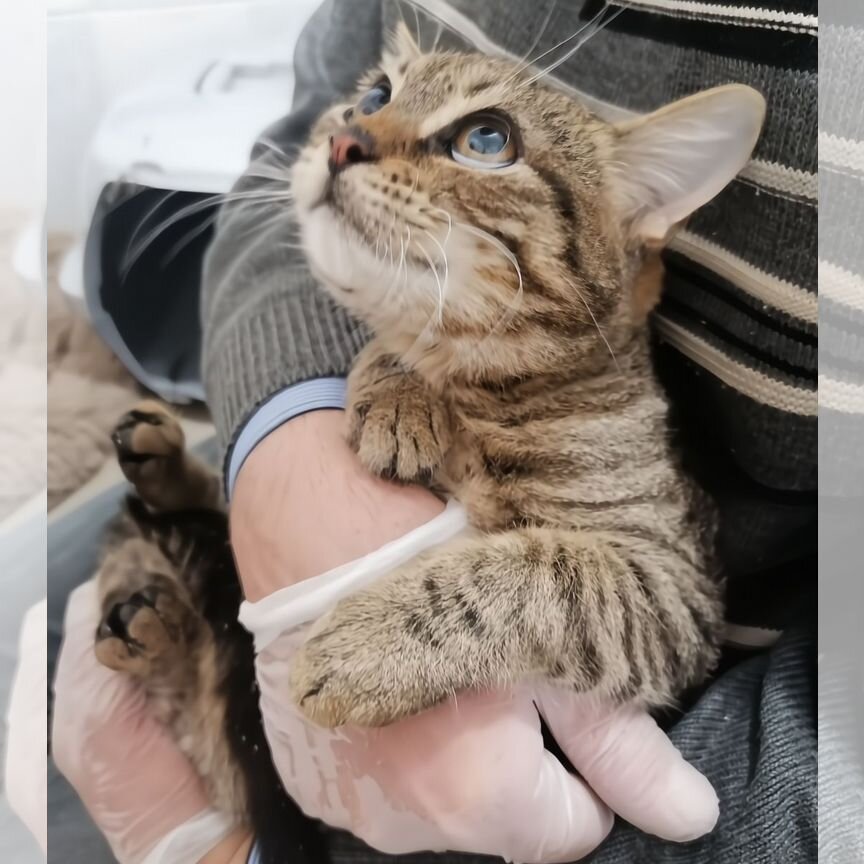 Котёнок в добрые руки