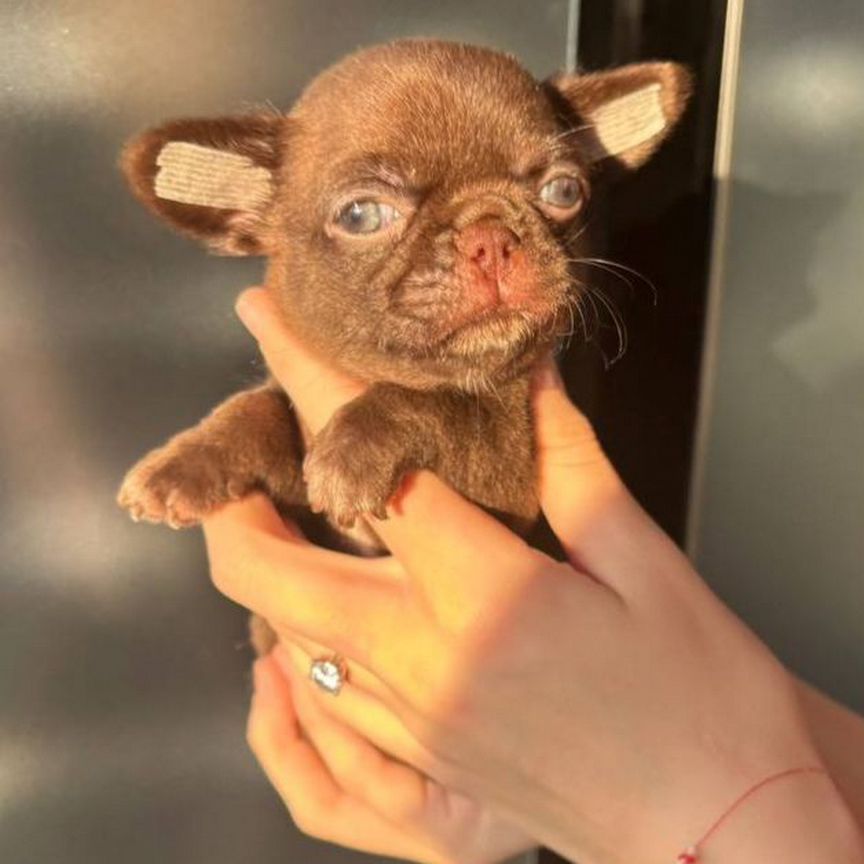 Шоколадный брутал