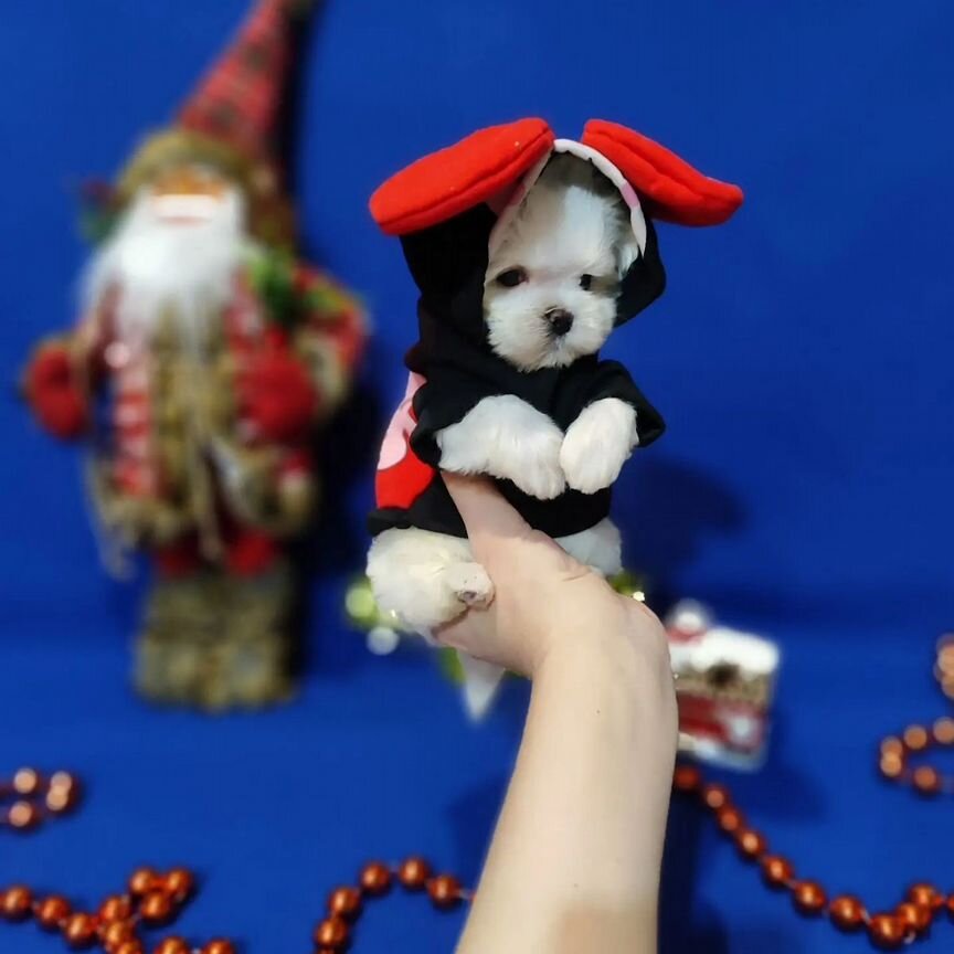 Мальтийская болонка, щенок