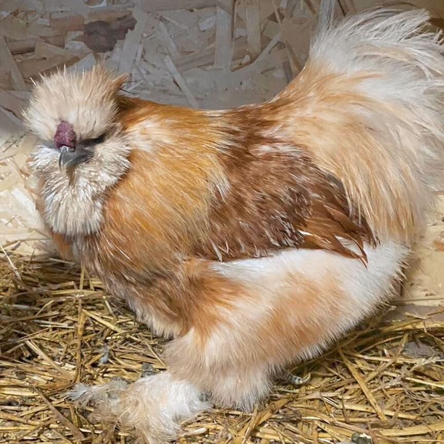 Петух китайский шелковый