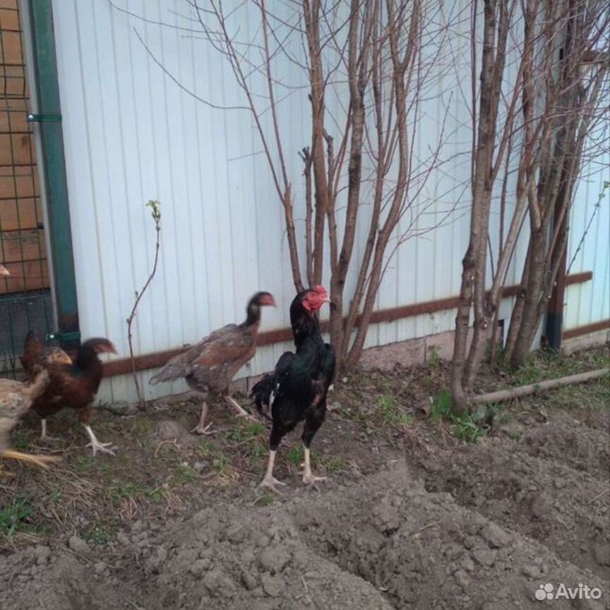 Яйцо бойцовые