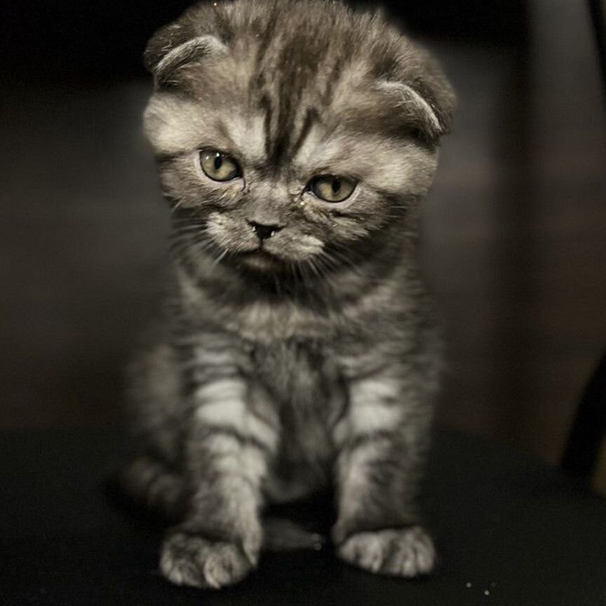 Шотландский вислоухий длинношёрстный котёнок