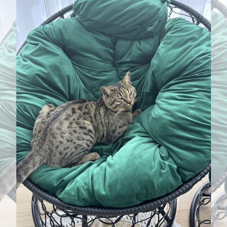 Найден кот (поворотная)