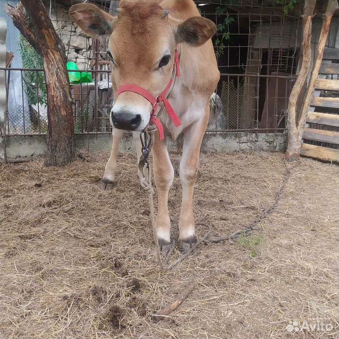 Джерсийская телка