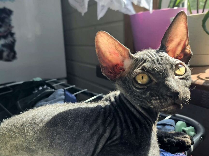 Канадский сфинкс