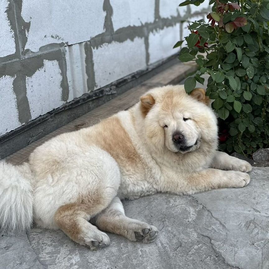 Чау-чау вязка