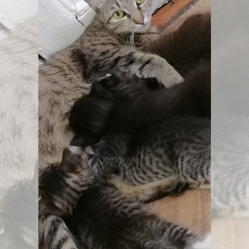 Котята мышеловы