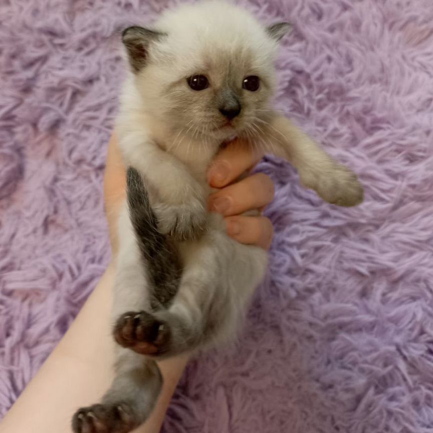 Отдам продам котят