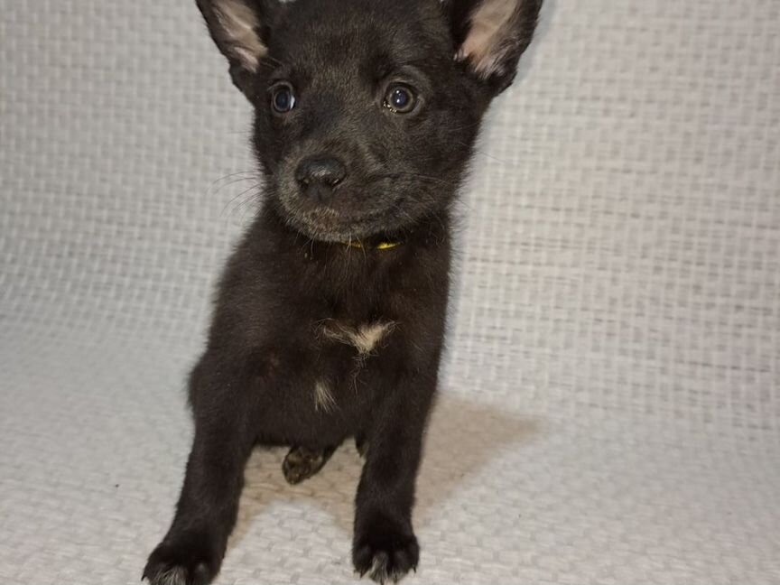 Детки-конфетки ищут мам и пап