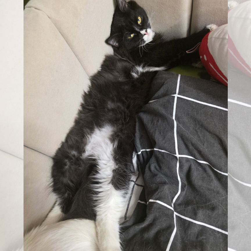 Котёнок в добрые руки