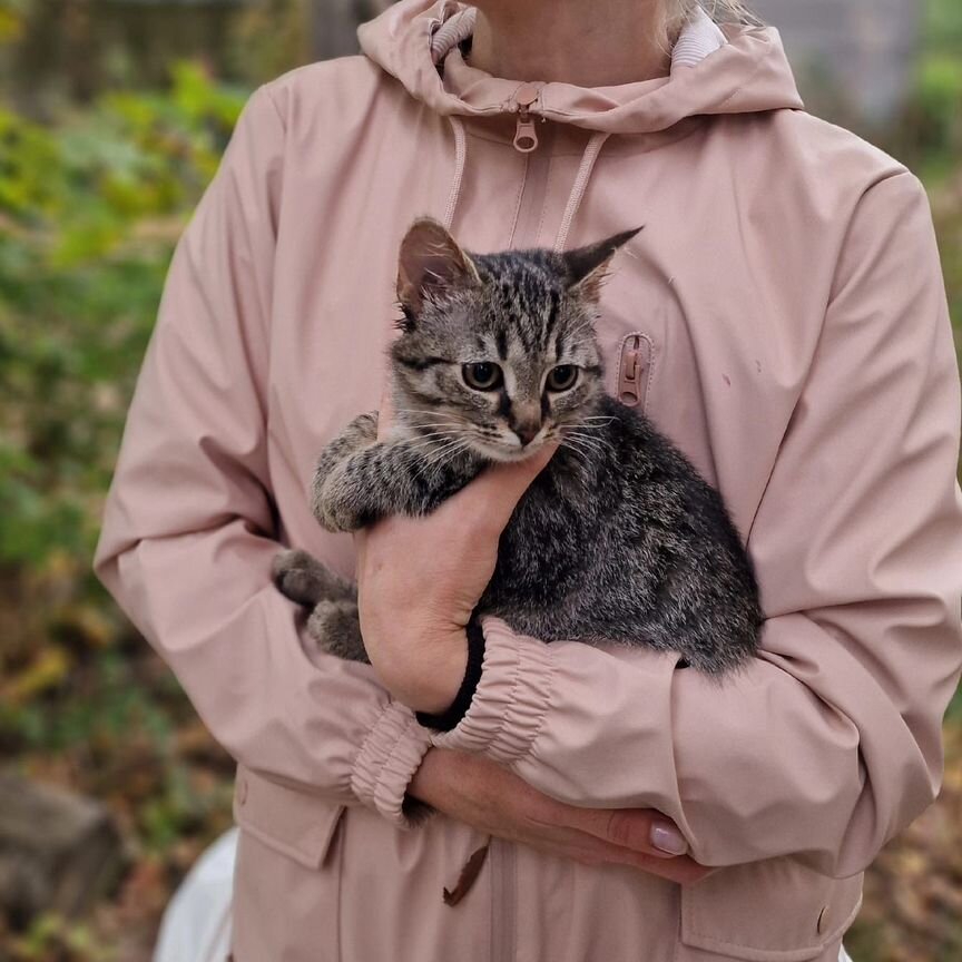 Котенок девочка 3-3,5 мес