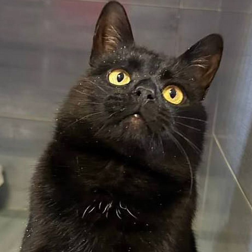 Взрослый кот в добрые руки