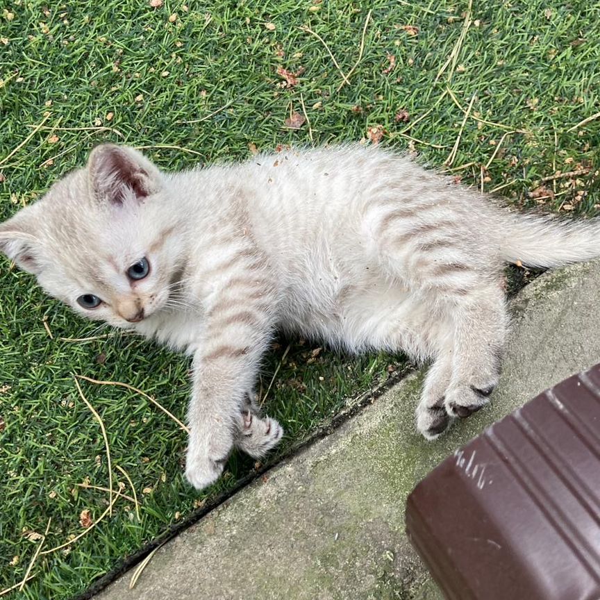 Домашние животные котята бесплатно