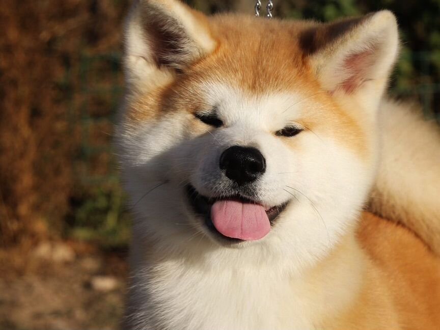 Девочка японской акиты