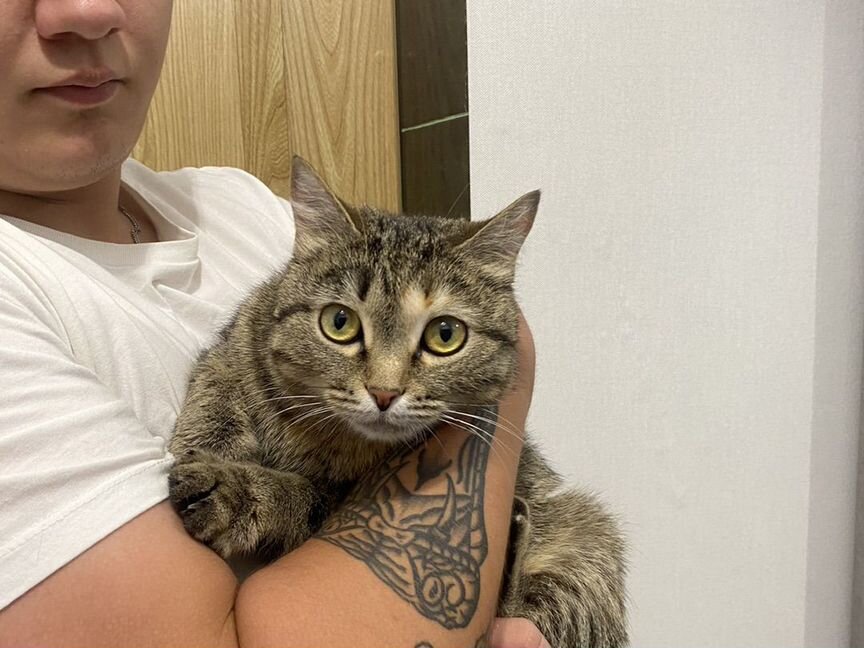 Кошечка, метис