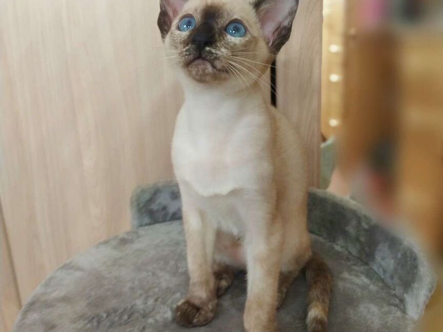 Ориентальные котята