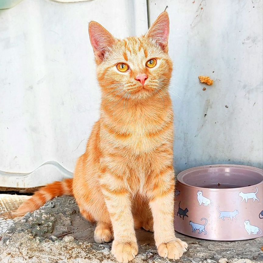 Рыжий котенок в добрые руки