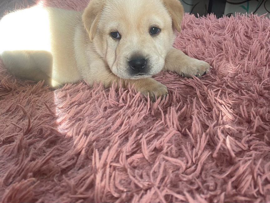 Щенок от корги + помски