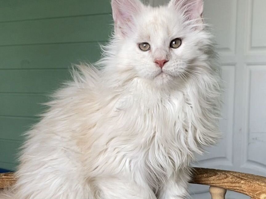 Полидакт котик мейн-кун