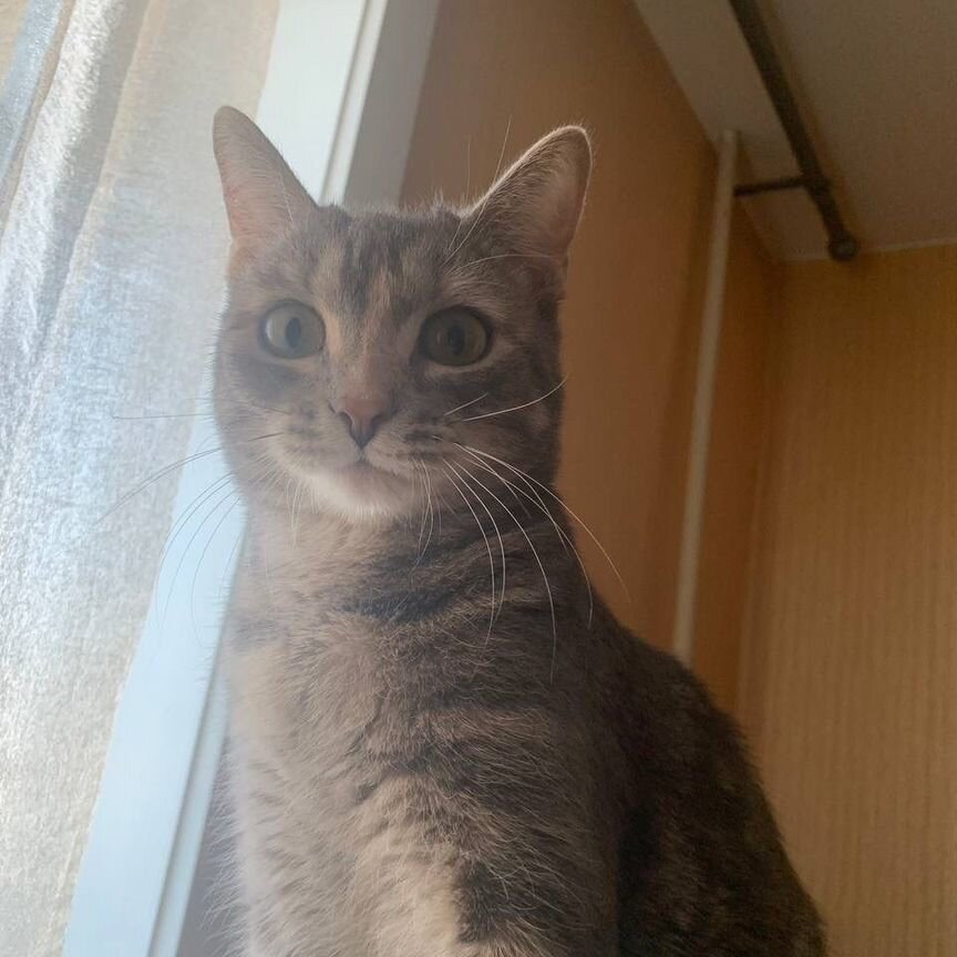 Кошечка в добрые руки