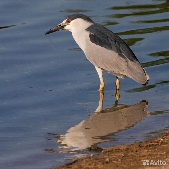 Кваква обыкновенная
