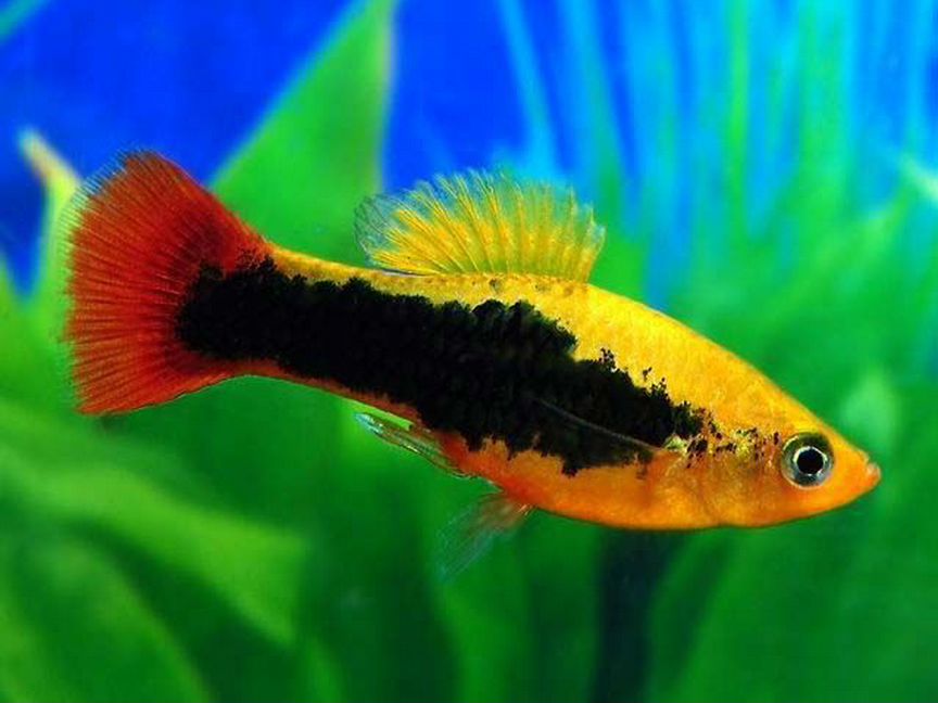 Пецилия гавайская (Hawaii Platy)