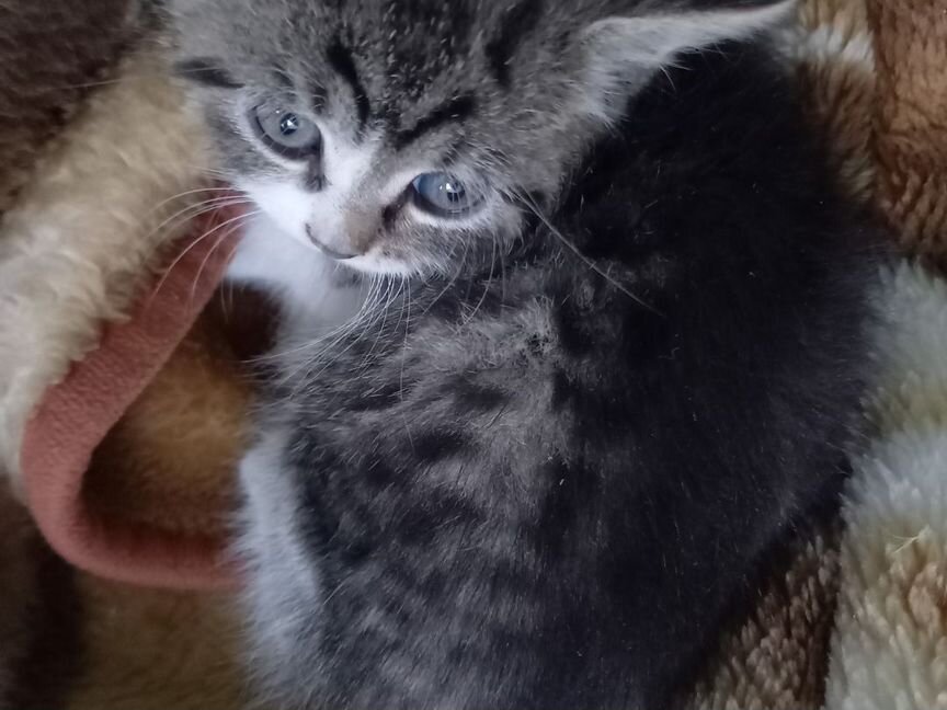 Котёнок вислоухий