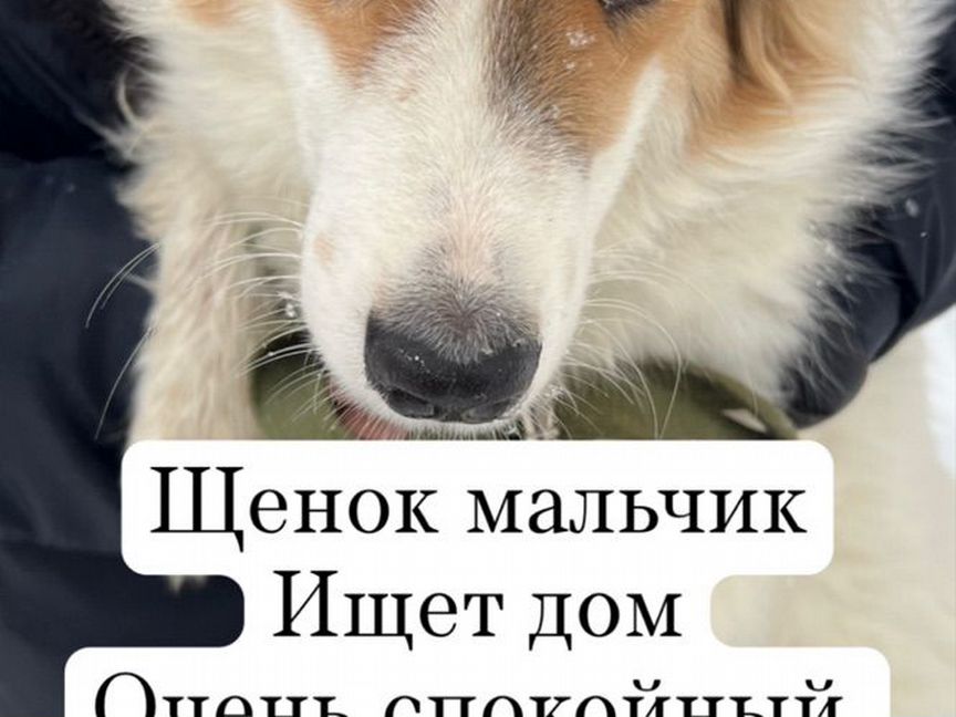 Щенок в добрые руки бесплатно маленькая порода