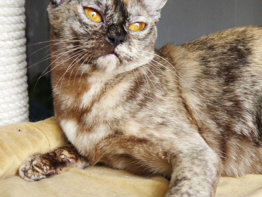 Бурма черепахового окраса