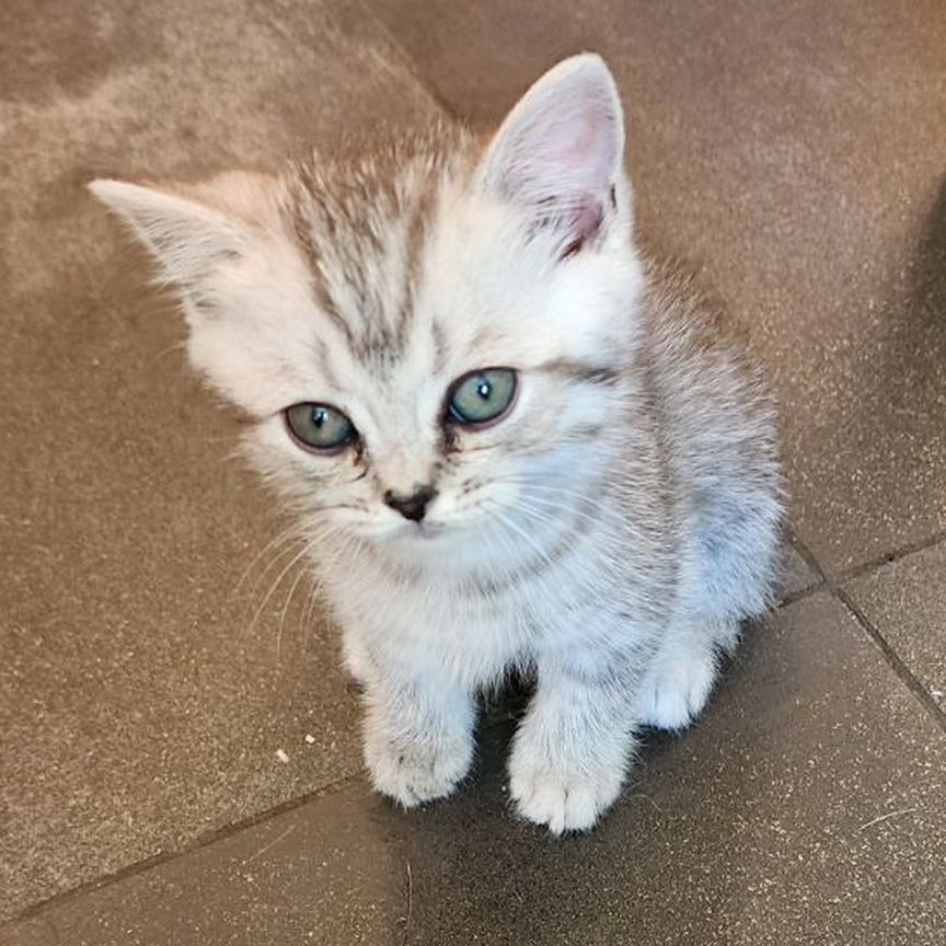 Шотландский прямоухий короткошёрстный котёнок