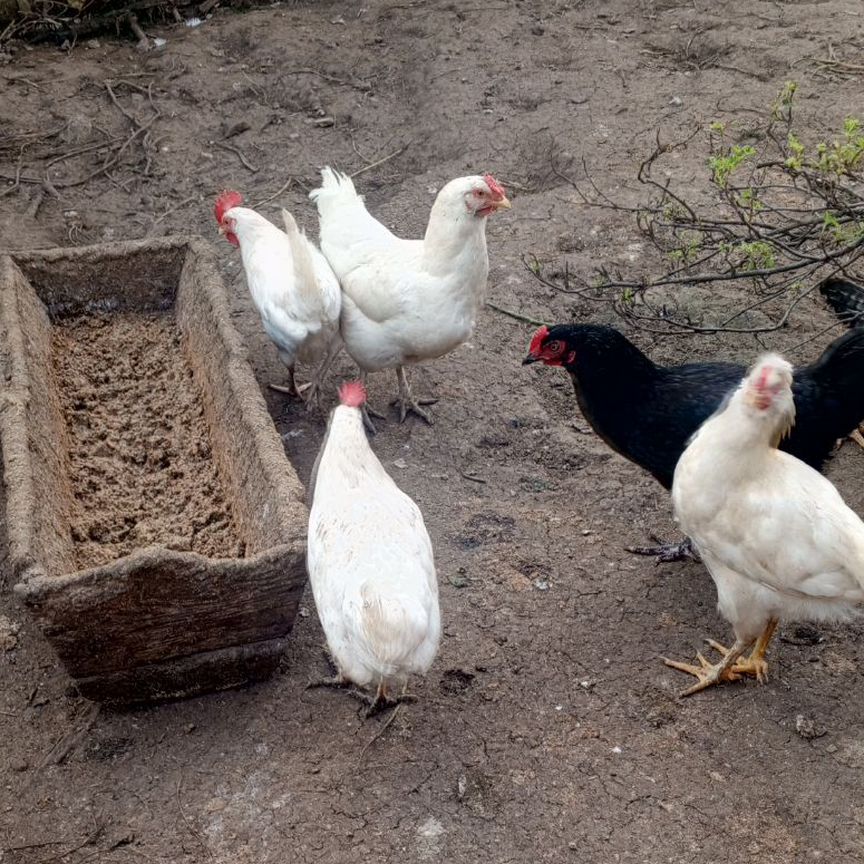 Молодые петухи