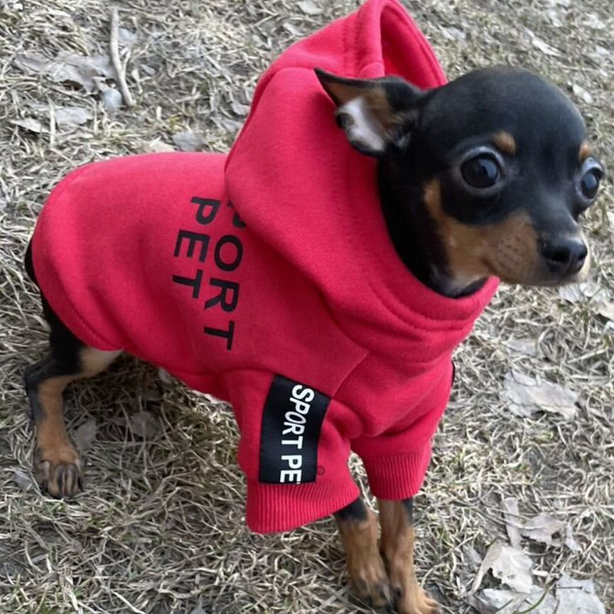 Русский той-терьер, взрослый пёс