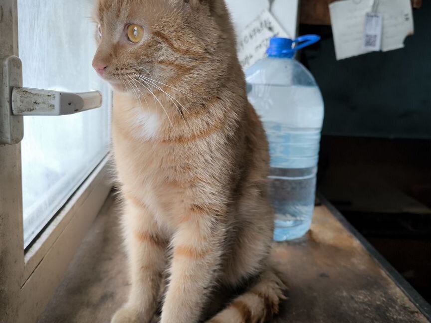 Кот замечательный в добрые руки )