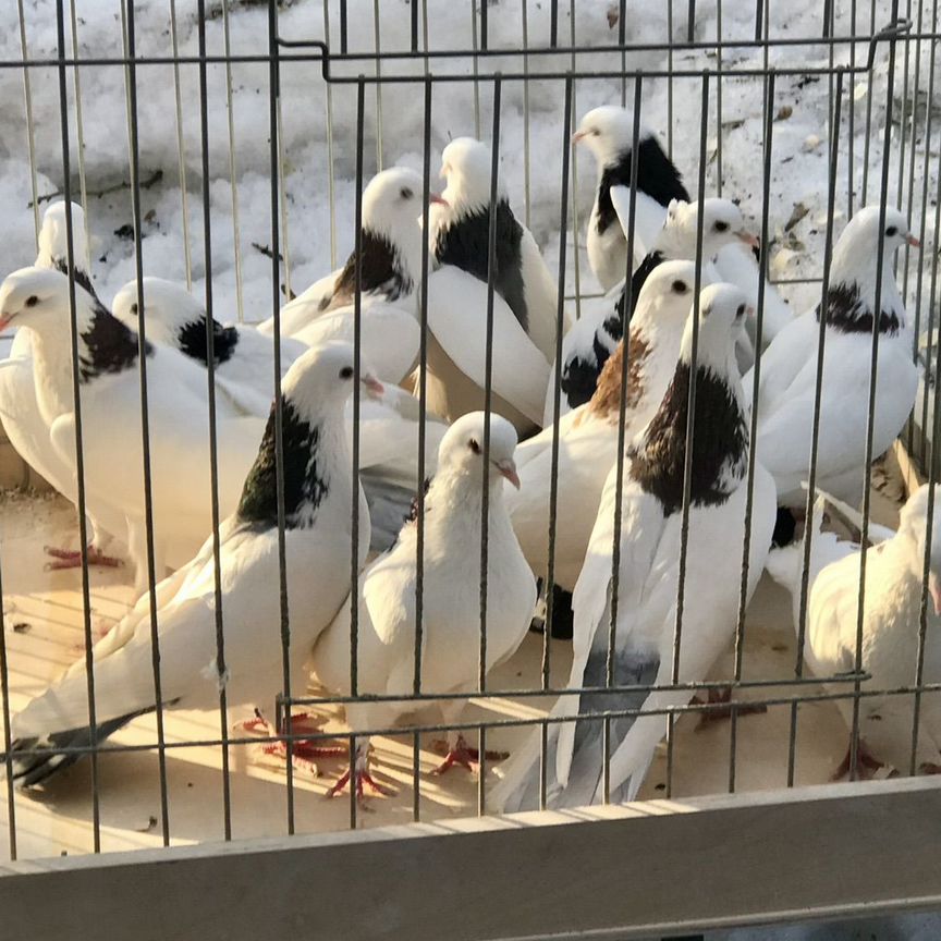 Голуби армянские шейки бойные