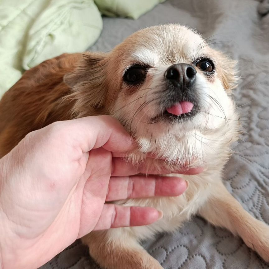 Чихуахуа, взрослая собака