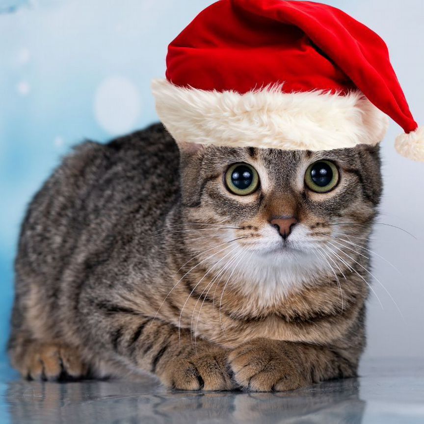 Котёнок от частного владельца